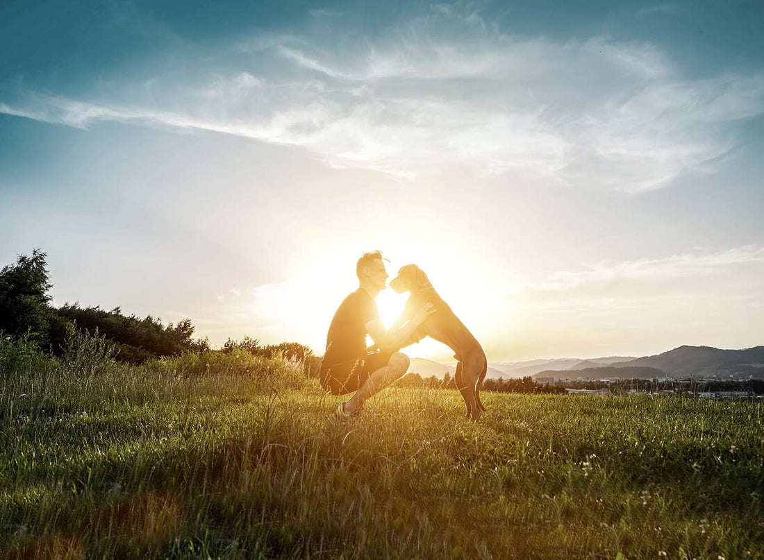 Food for Dogs with Sensitive Stomach - Ingredients to Avoid! – Simply ...